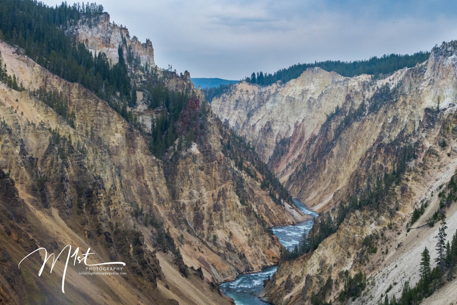 Photographing Yellowstone Wildlife, a Wildlife Photographer's pilgrimage.