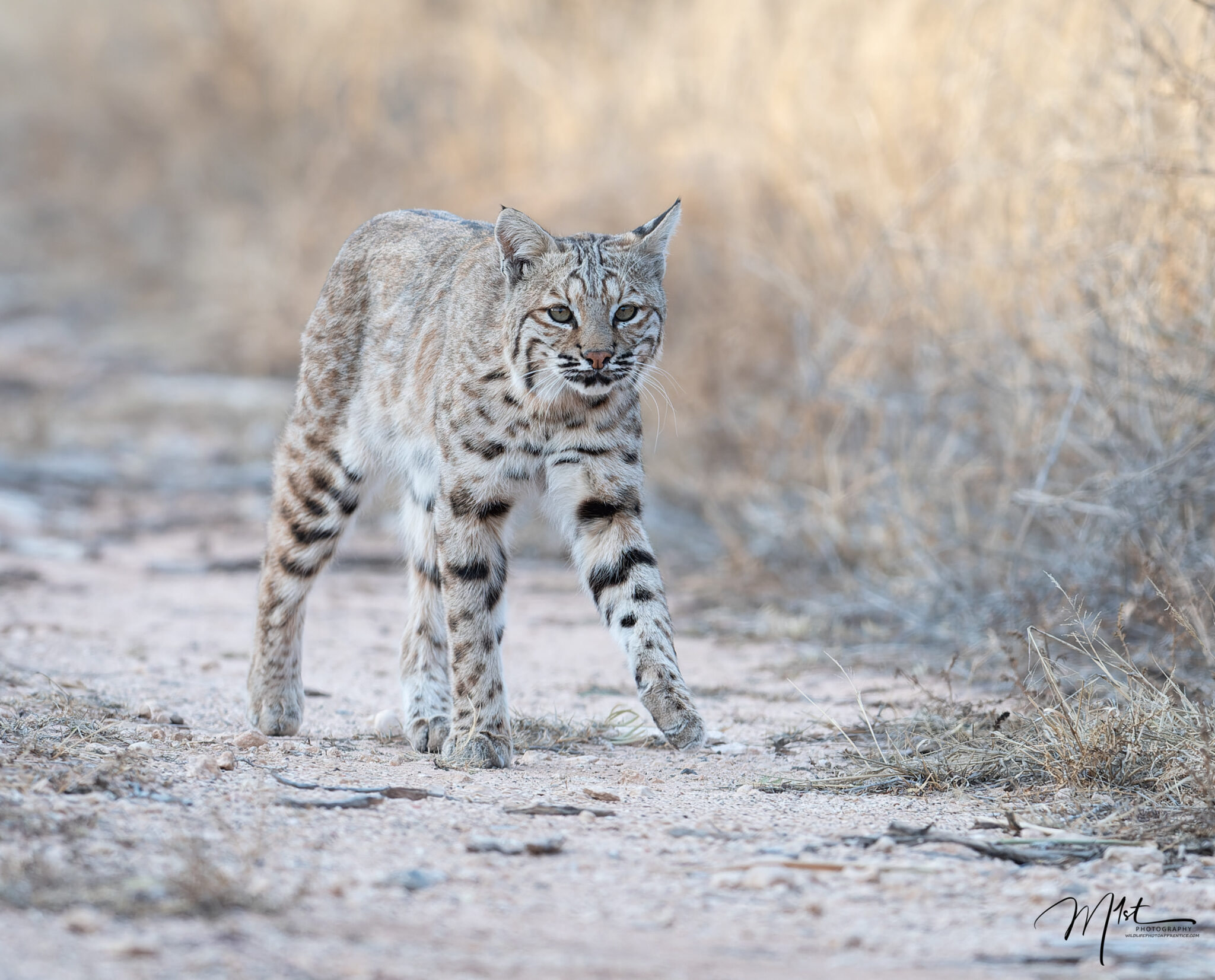 Mastering the Art of Sharp Wildlife Photography, A Beginners Guide ...