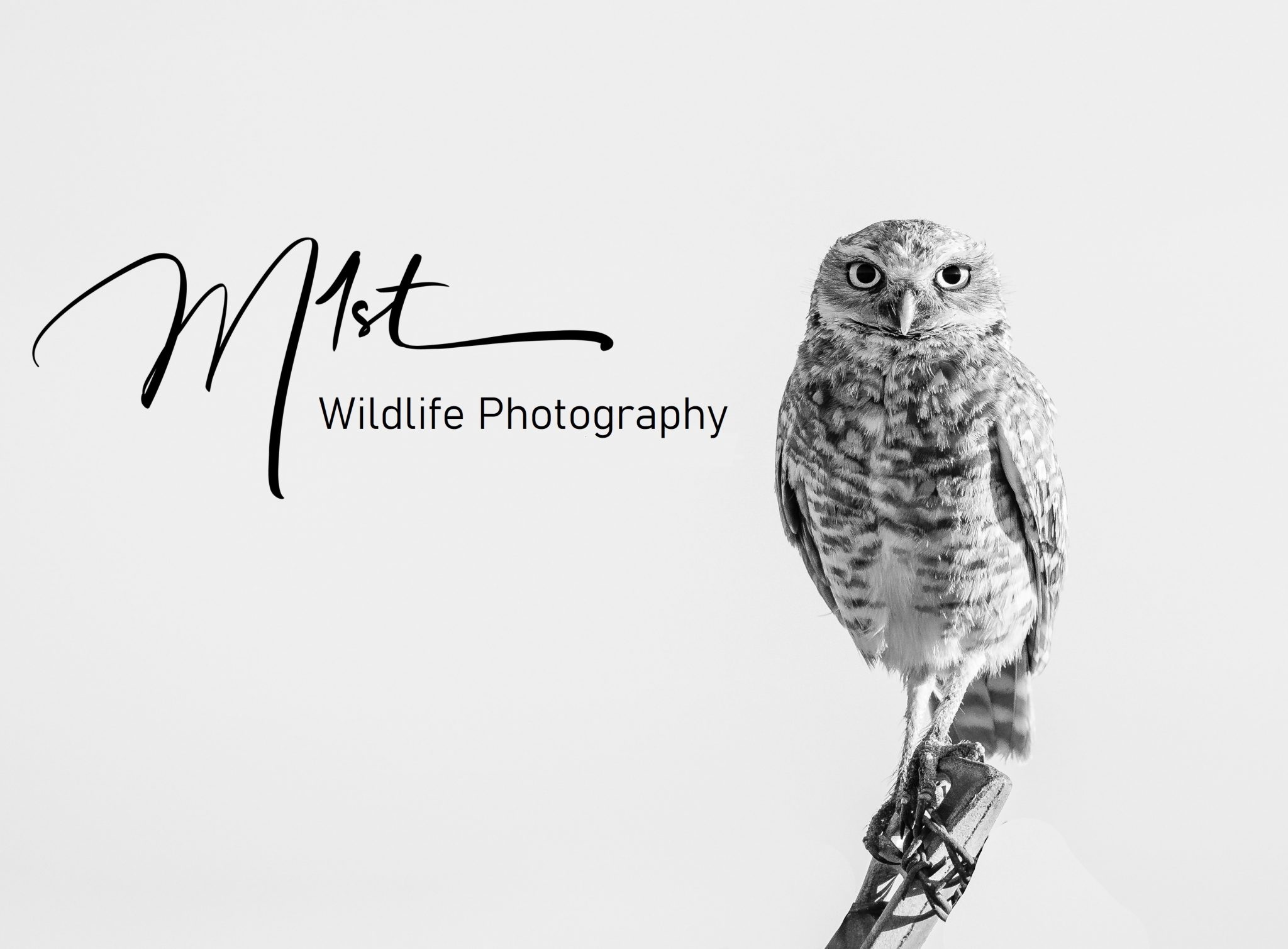 Mastering sharp wildlife photographs.