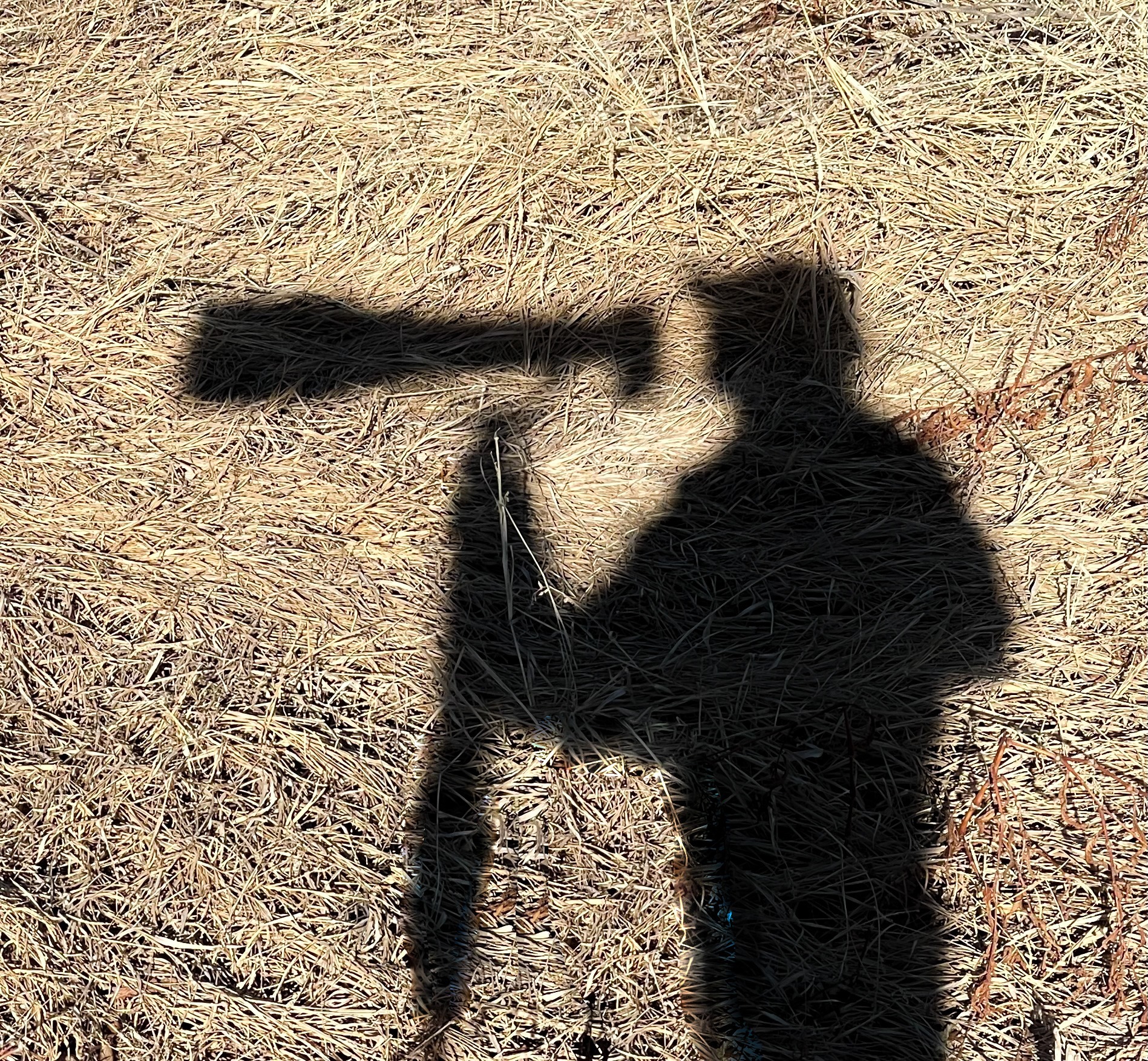 The Wildlife Photography Apprentice - The Wildlife Photography Apprentice