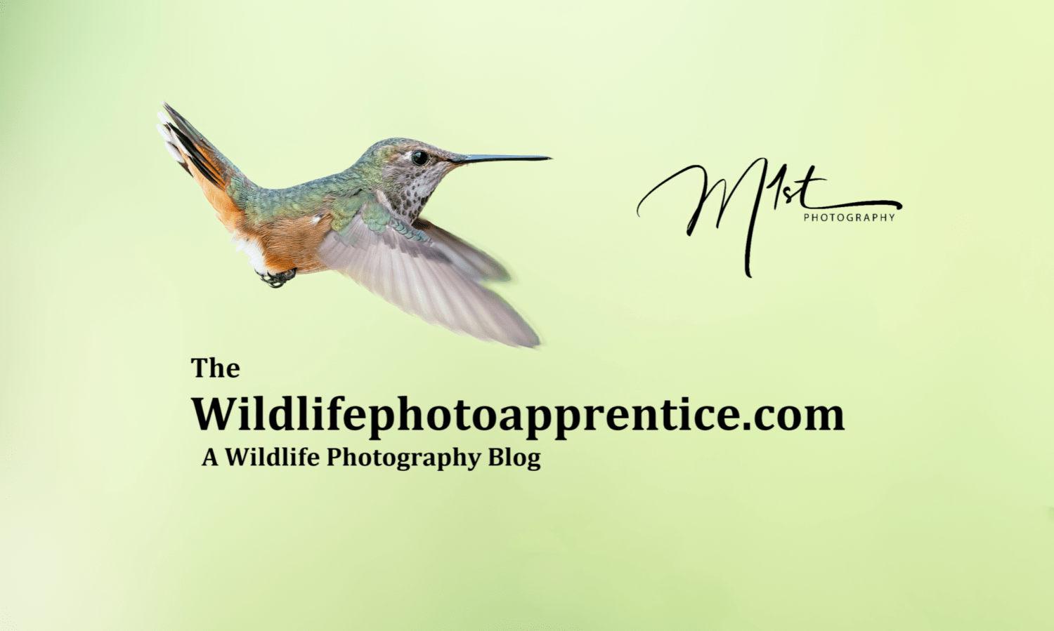 Mastering the Art of Sharp Wildlife Photography, A Beginners Guide ...