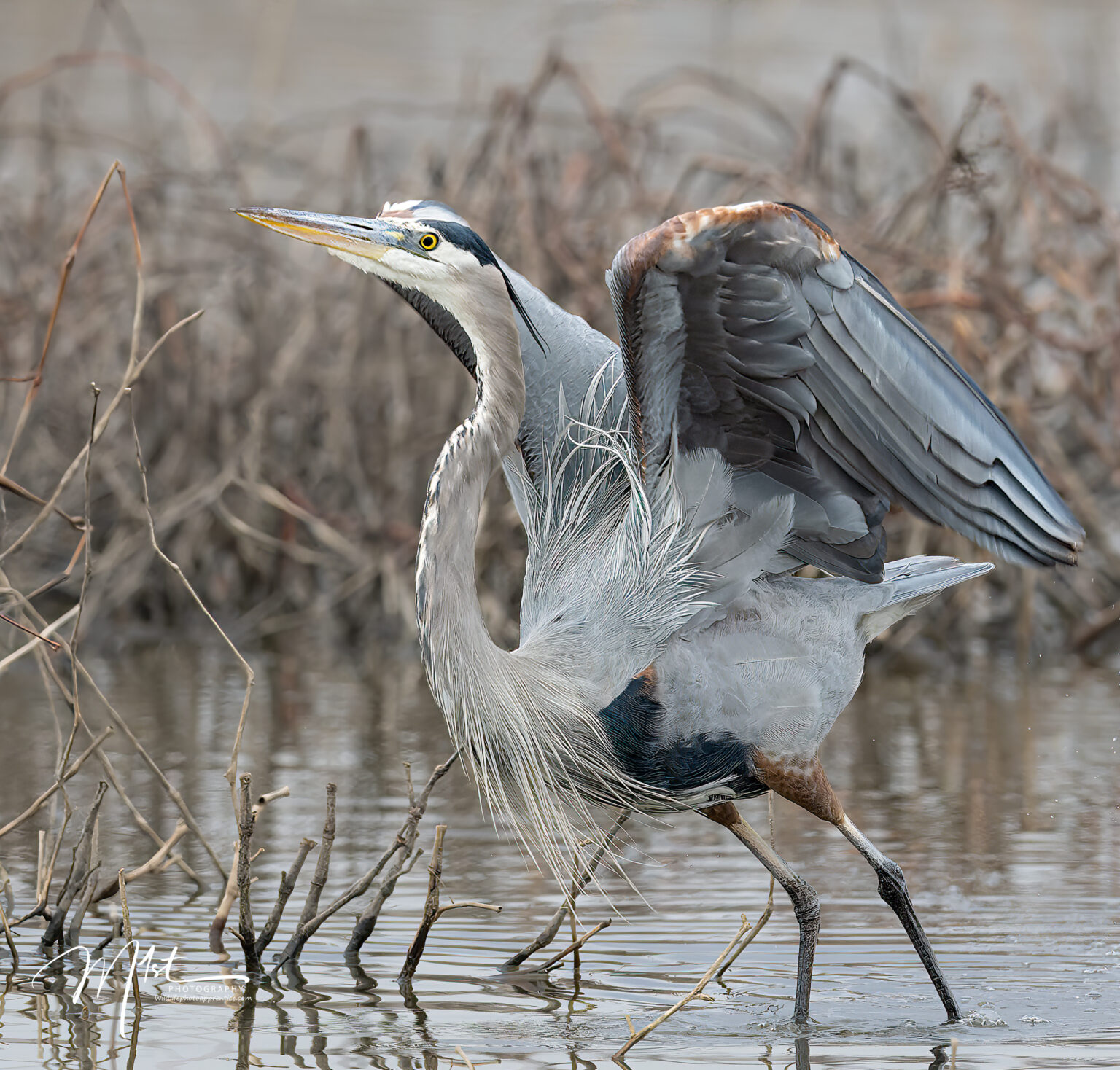 Mastering sharp wildlife photographs.