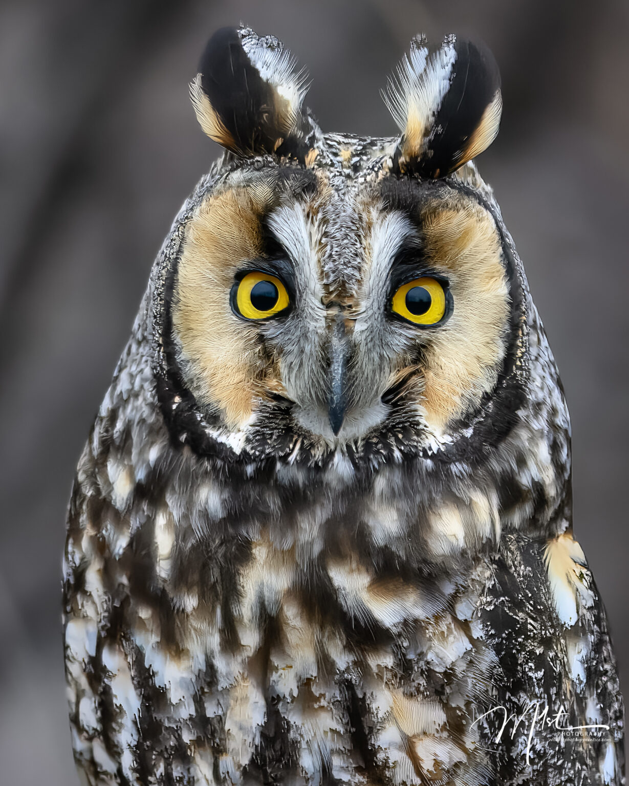 Mastering sharp wildlife photographs.