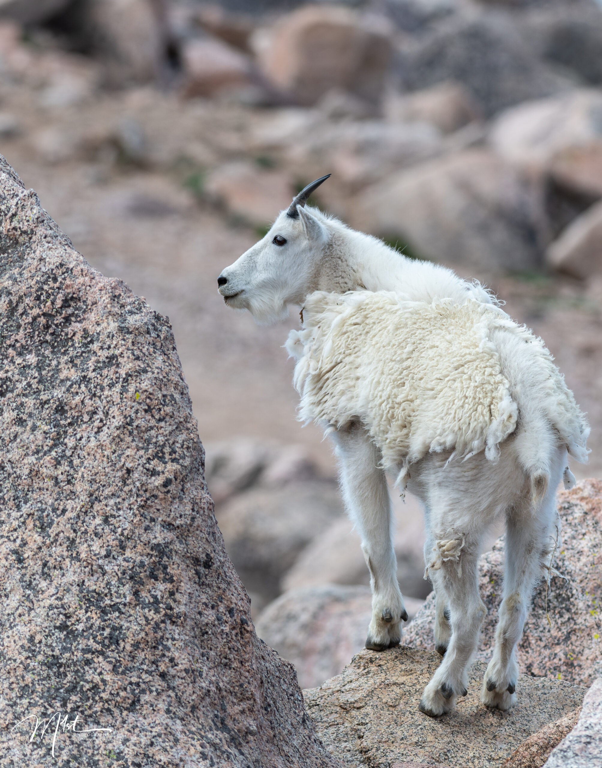 The Art and Science of Camouflage in Wildlife Photography, Hide and ...
