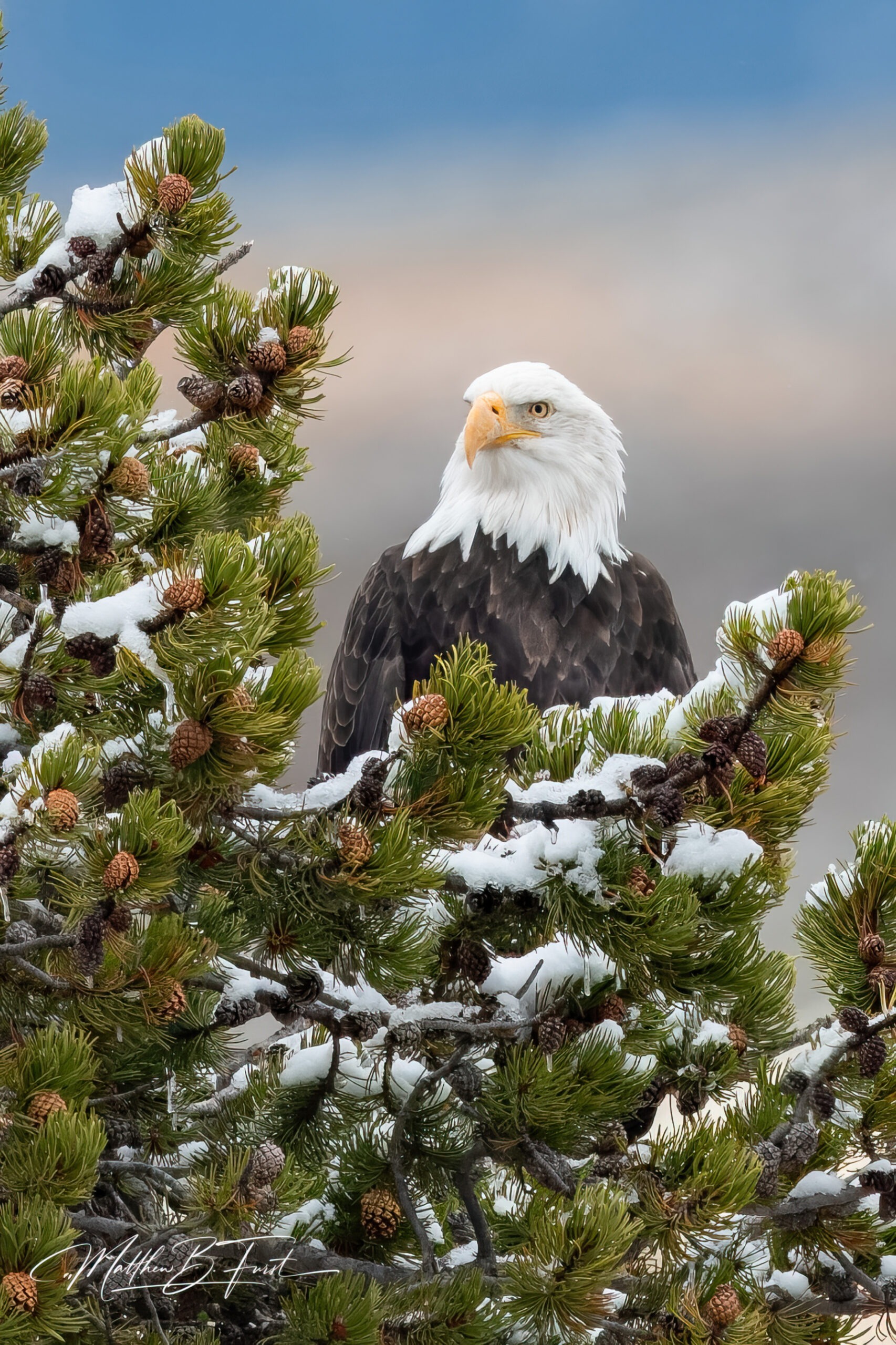 wildlife photography Technique – The Wildlife Photography Apprentice