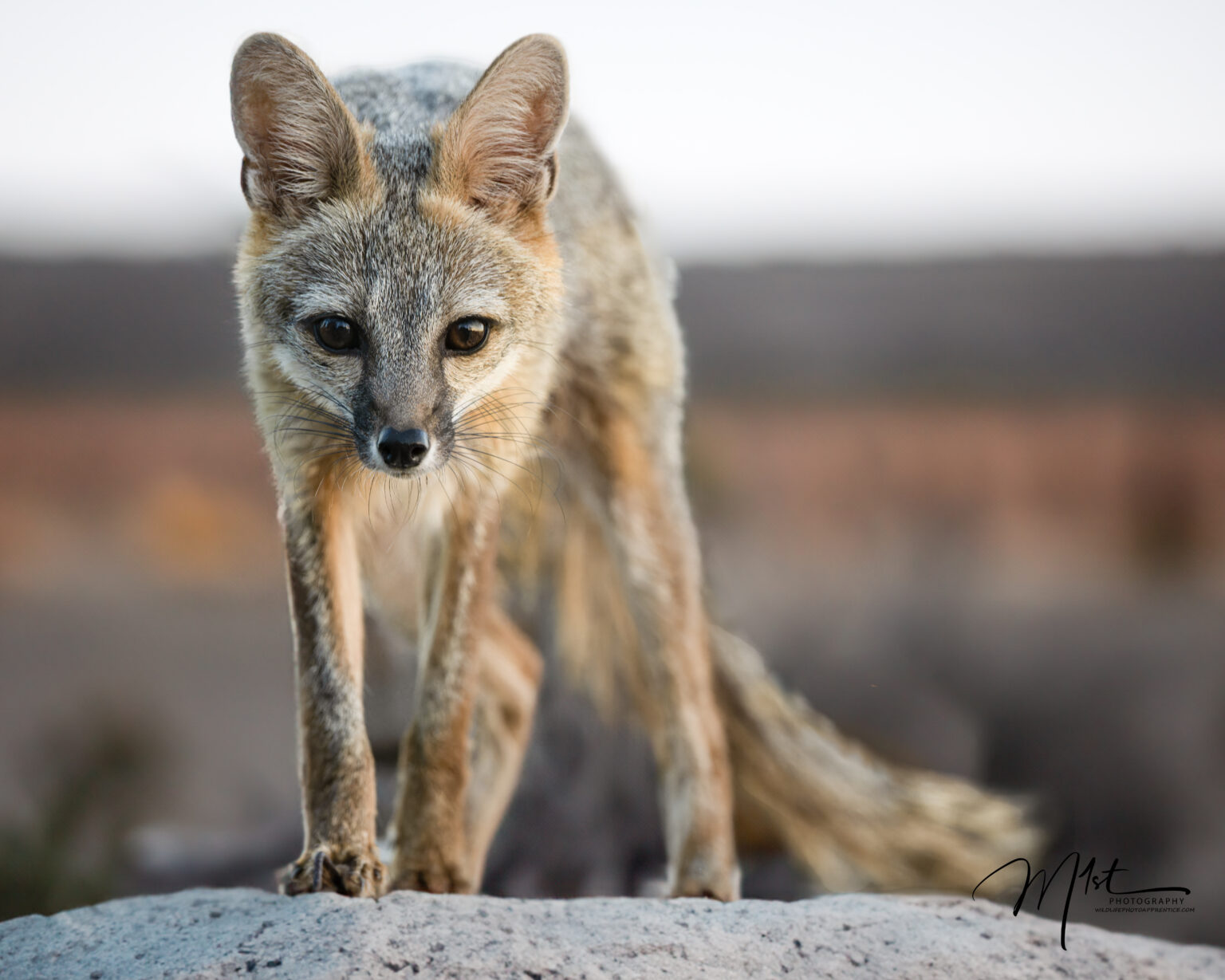 The Art and Science of Camouflage in Wildlife Photography, Hide and ...