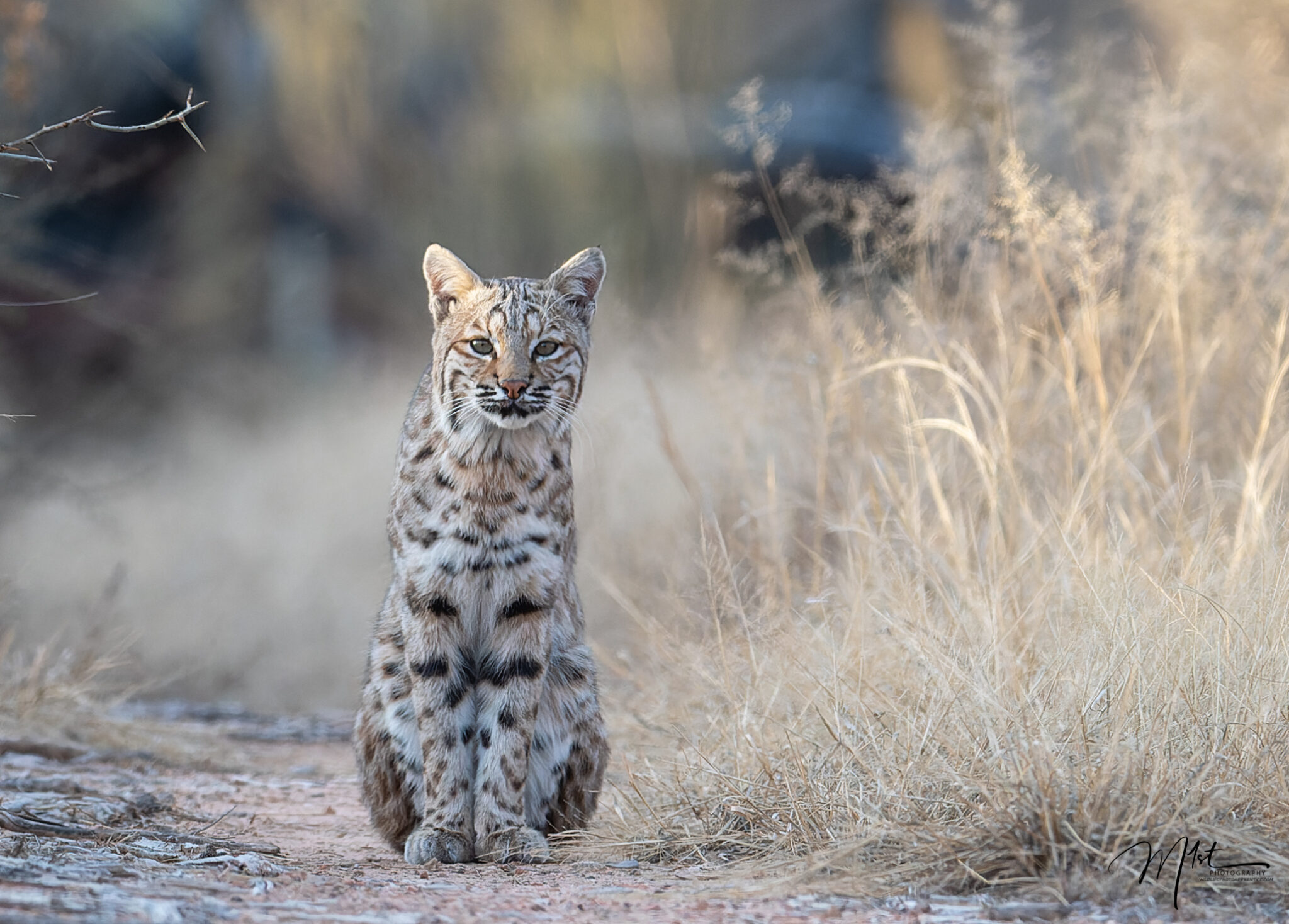 The Art and Science of Camouflage in Wildlife Photography, Hide and ...