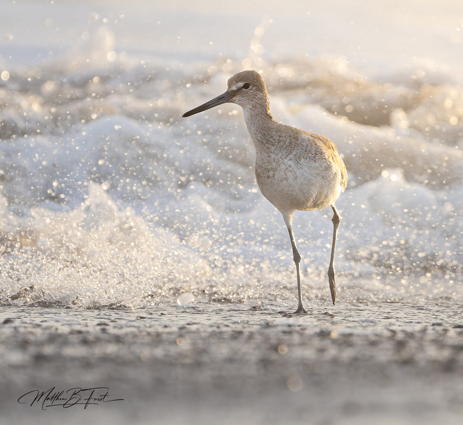 Home-Wildlife Photography Apprentice