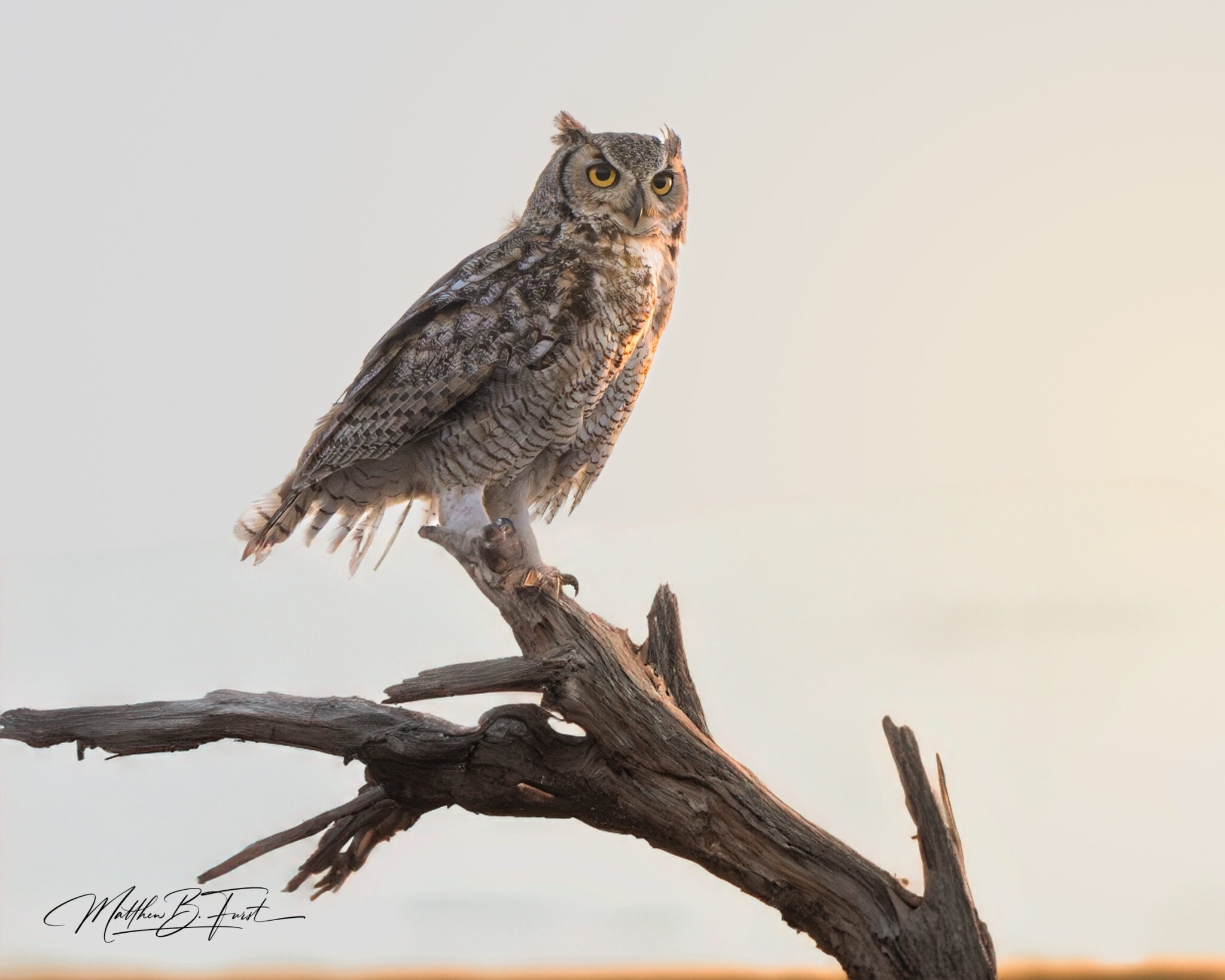 A Beginners Guide To Post-Processing Programs for Wildlife Photography ...
