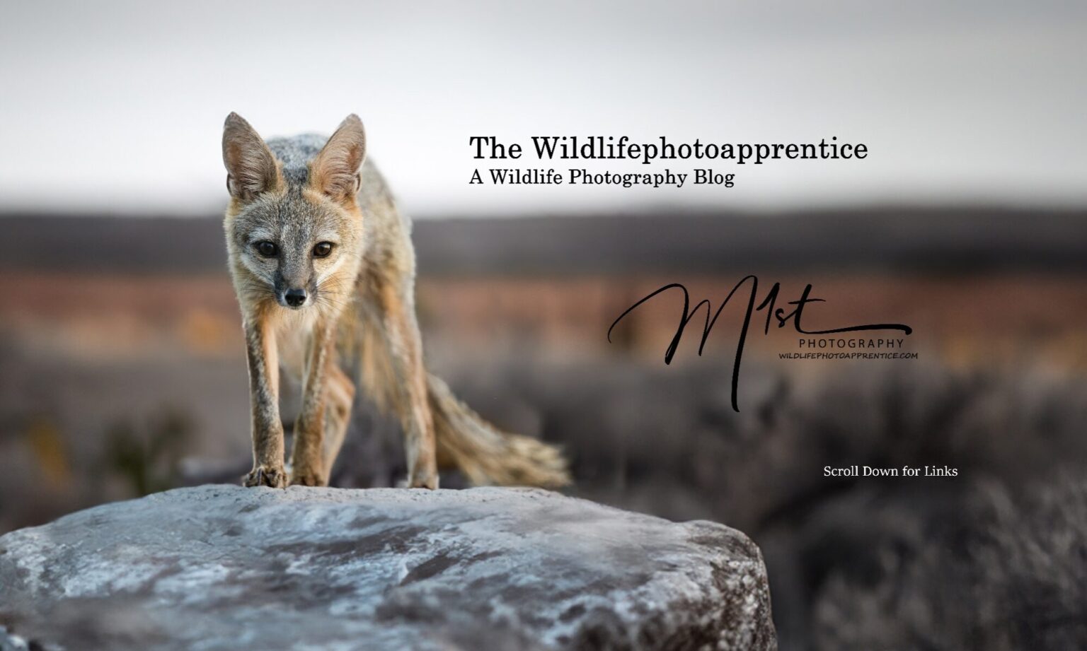 The Art and Science of Camouflage in Wildlife Photography, Hide and ...