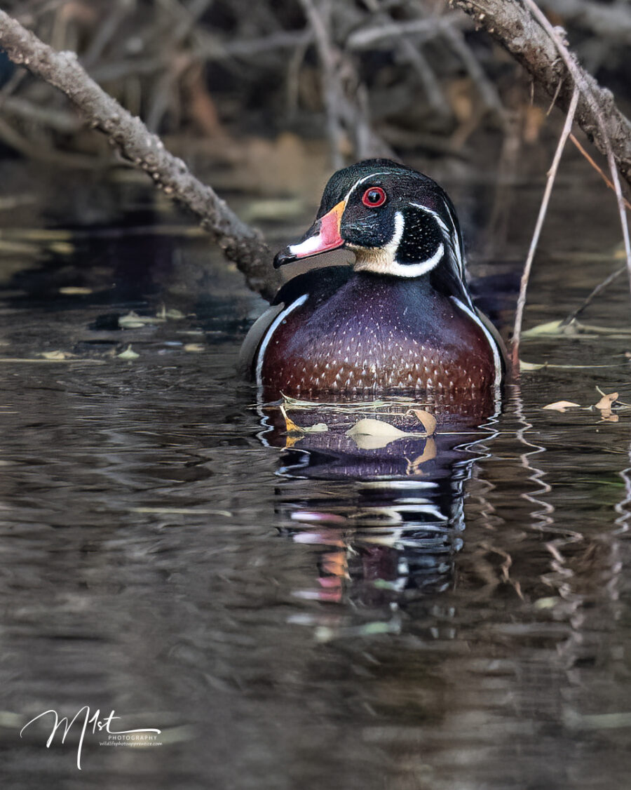 Monopods vs. Tripods: A Comprehensive Guide for Beginning Wildlife ...