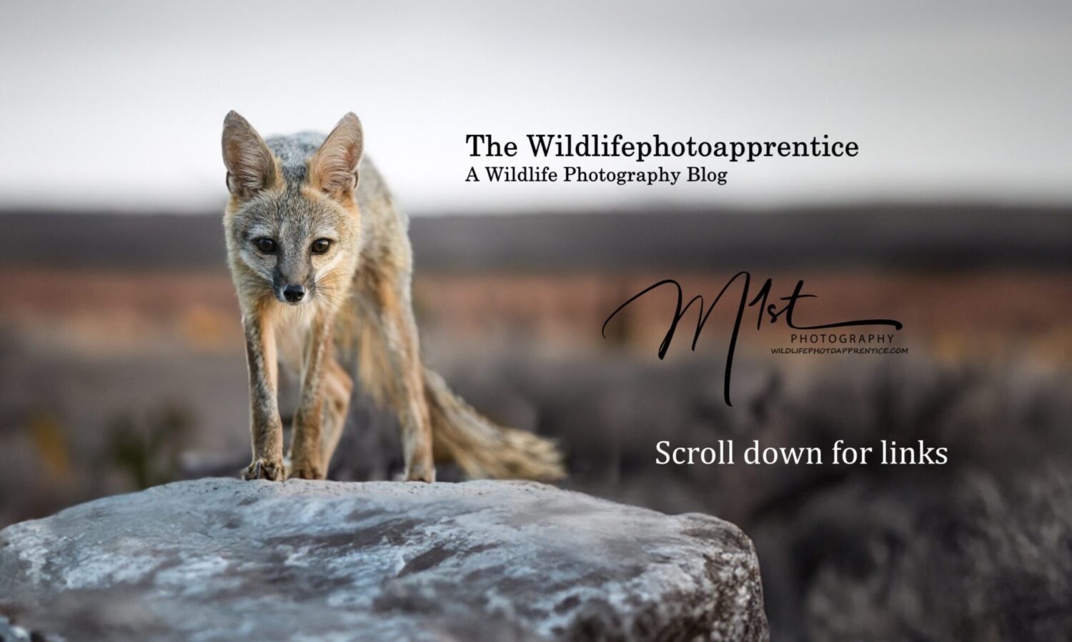 A Beginners Guide To Post-Processing Programs for Wildlife Photography: Enhance Your Images with ...