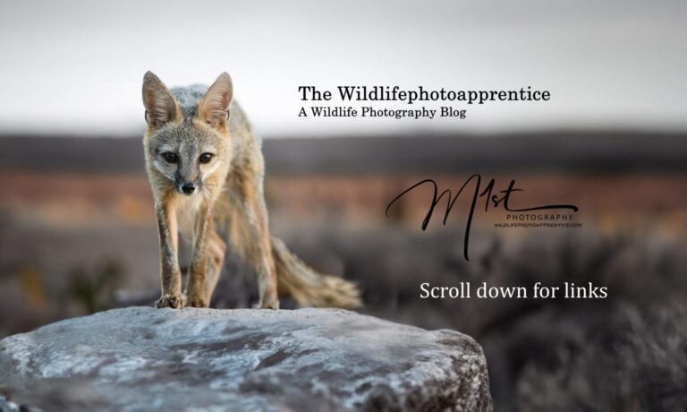 Complete Nikon Z9 Wildlife Photography Setup Guide: Best AF, Custom ...