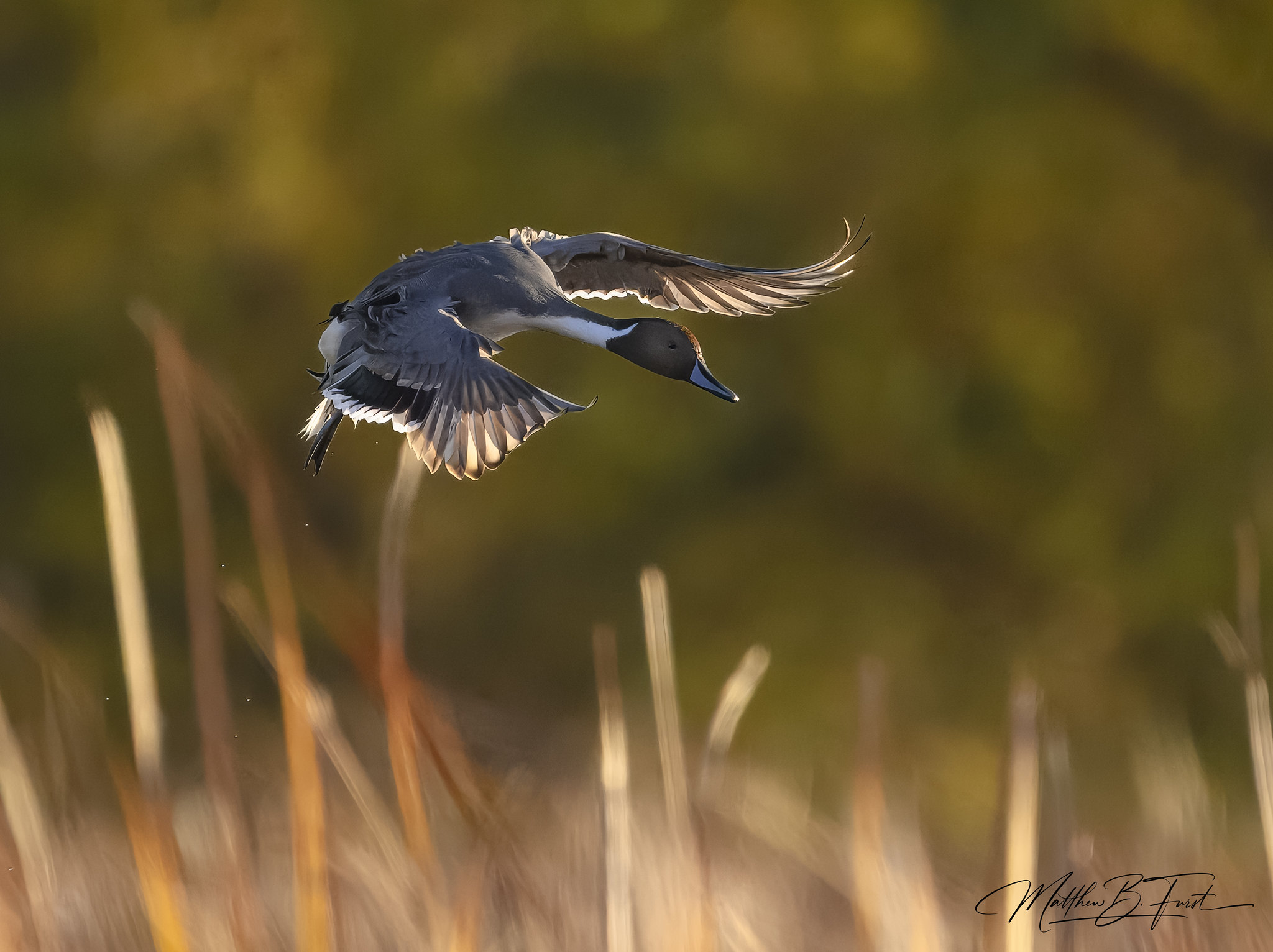 Information regarding Wildlife Photography with tutorials, examples ...