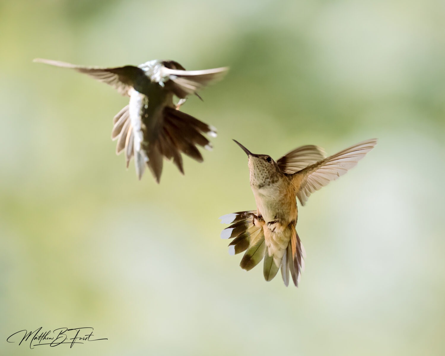 Complete Nikon Z9 Wildlife Photography Setup Guide: Best AF, Custom ...