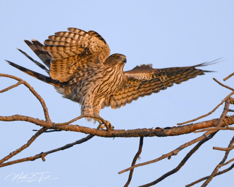 Complete Nikon Z9 Wildlife Photography Setup Guide: Best AF, Custom ...