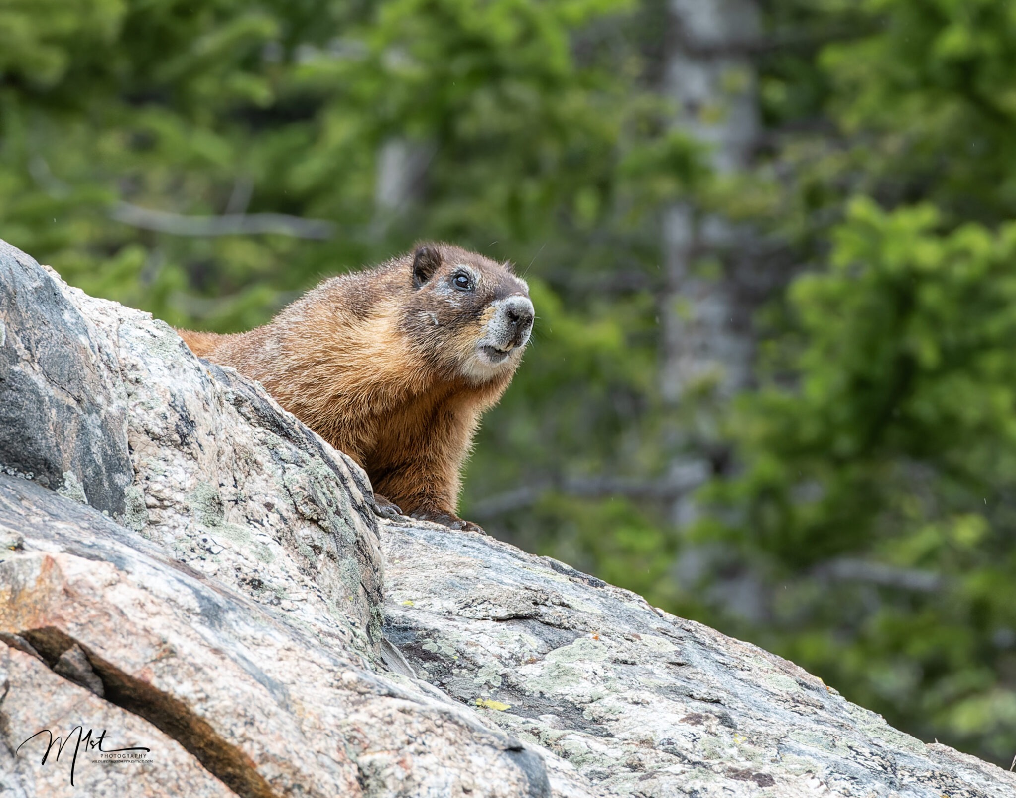 Complete Nikon Z9 Wildlife Photography Setup Guide: Best AF, Custom ...