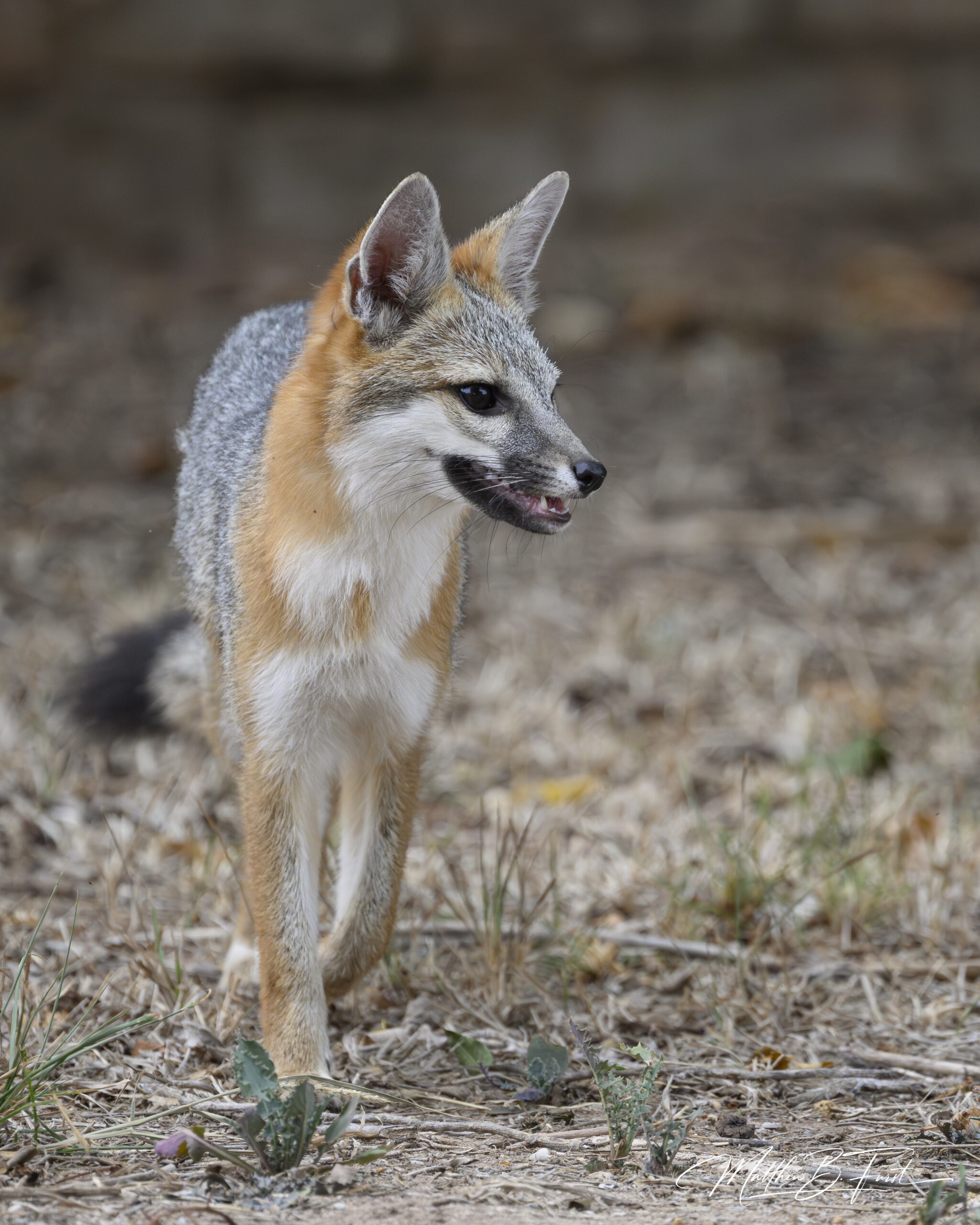 Complete Nikon Z9 Wildlife Photography Setup Guide: Best AF, Custom ...