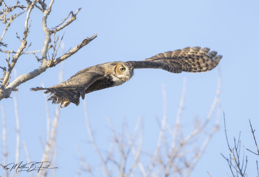 Complete Nikon Z9 Wildlife Photography Setup Guide: Best AF, Custom ...